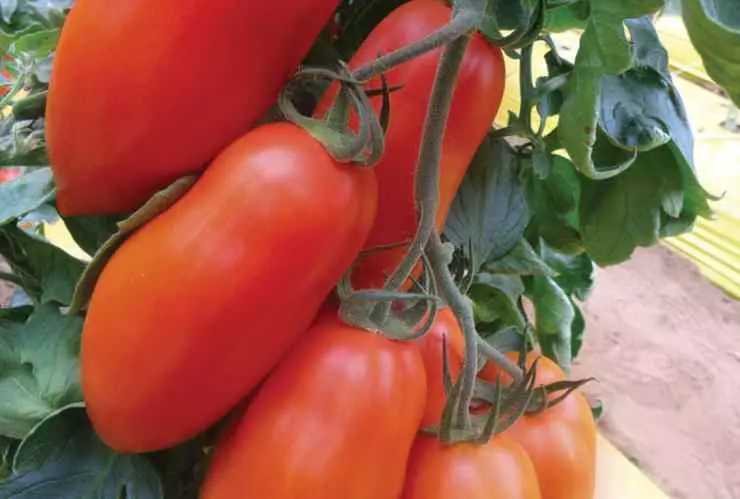 Ibilẹ Rustic tomati Puree | Mamamama ká ilana 34503_2