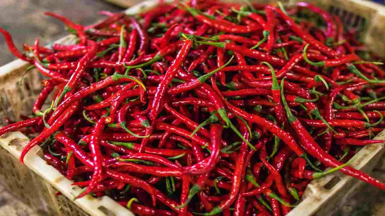 Chilli, mgbe ọ dị gị mma na mgbe e kwesịghị iri ya