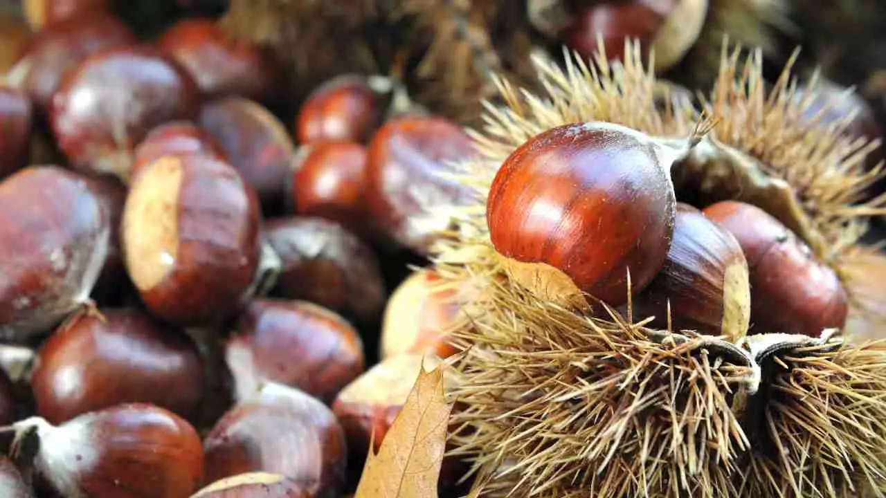 Kastanid ja marroni, millised on erinevused ja kuidas neid eristada