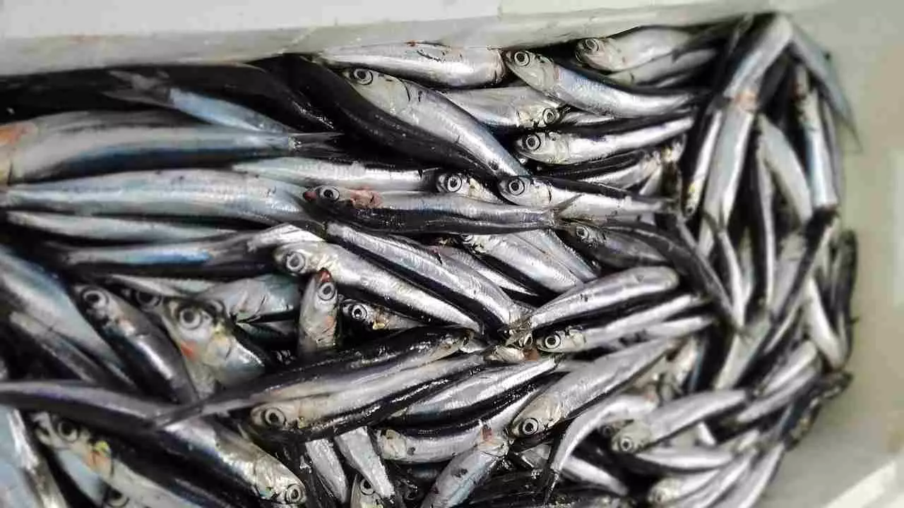 An cire Anchovies daga kasuwa | babban haɗari ga masu amfani