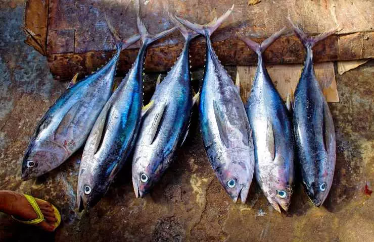 Odpoklic hrane v tuni