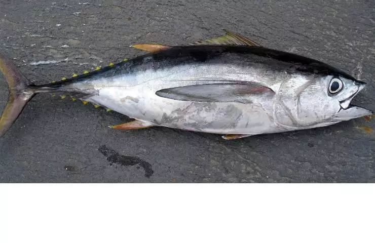 Nehézfémmel szennyezett tonhal: 35730_2