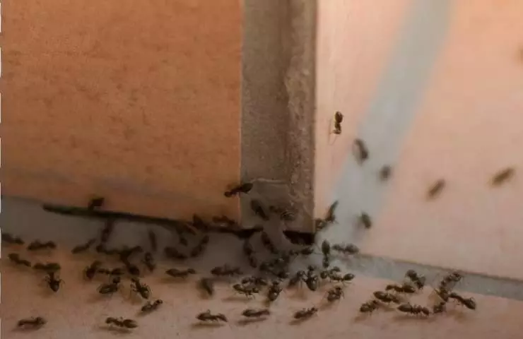 घरातील मुंग्या त्यांचे निर्मूलन कसे करावे