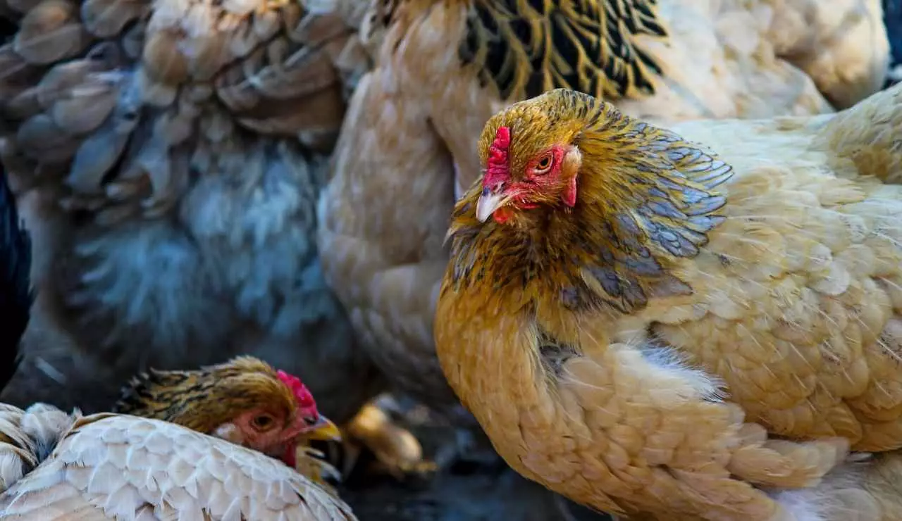 Alarm burung | Takut melompat spesies | Waspadalah terhadap ayam dan kalkun