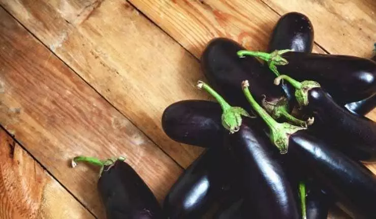 eggplant