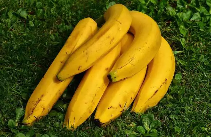 Un régime de bananes