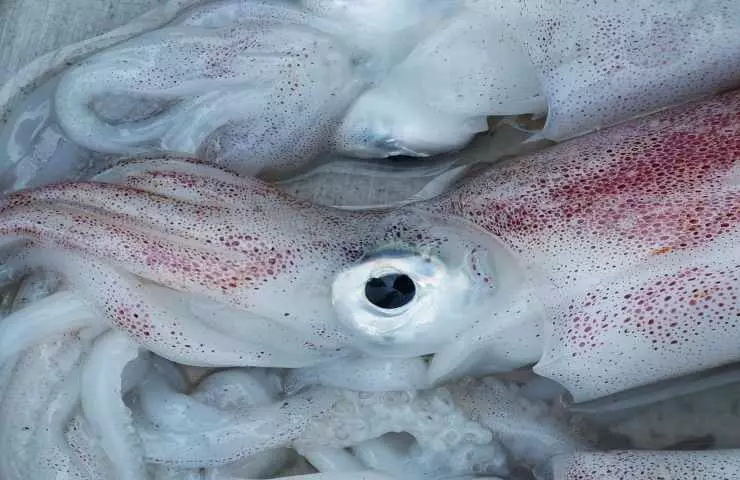 Tšoasa squid pepenene