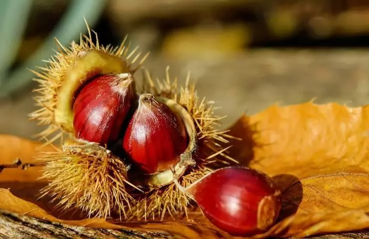 Chestnuts, momwe mungadziwire zabwino kwambiri ndikulawa mokwanira