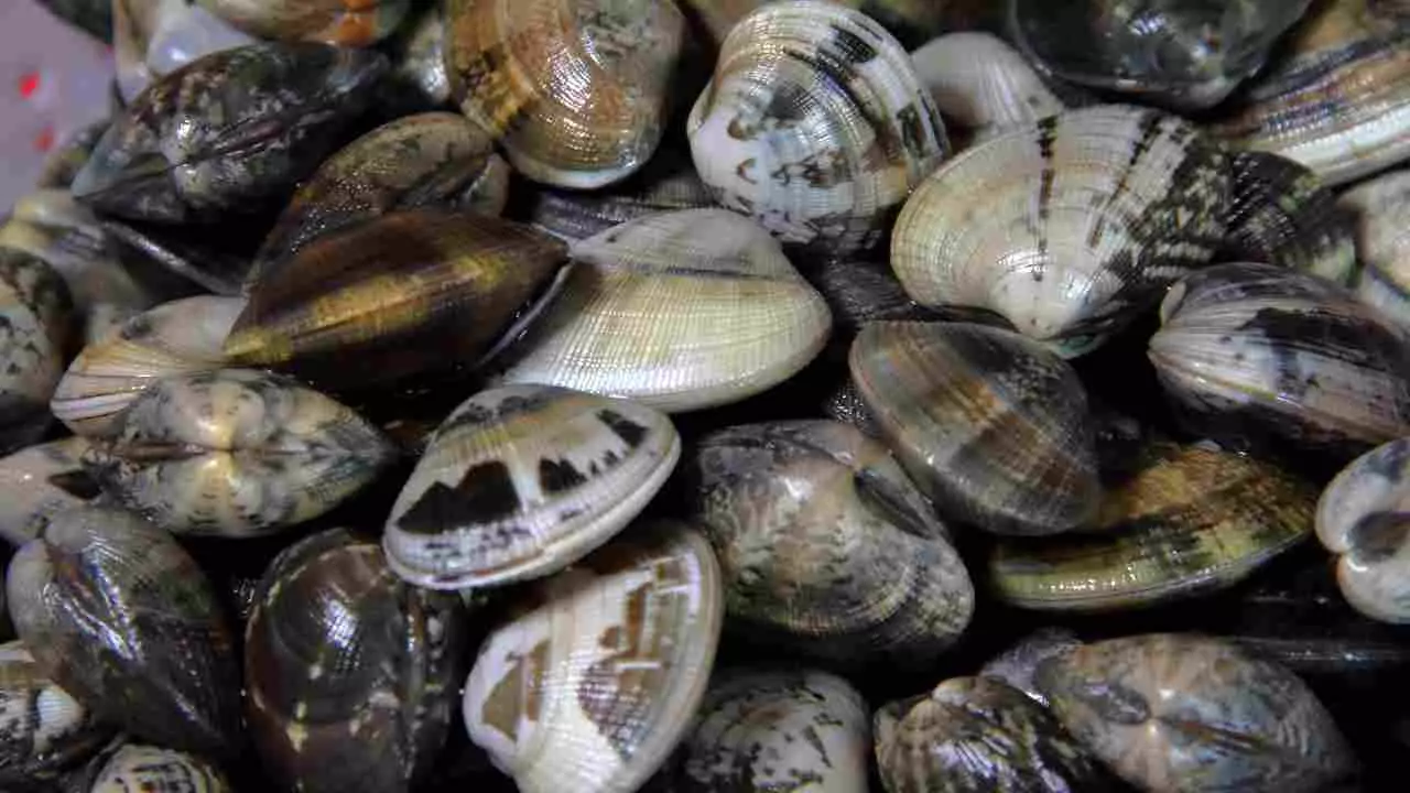Norovirus ing clams, weker mati kanggo Paskah: rincian