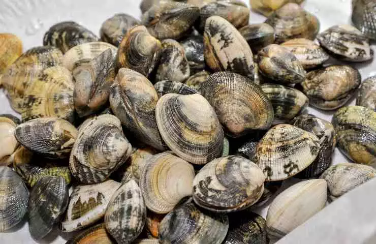 ताज्या पकडलेल्या clams