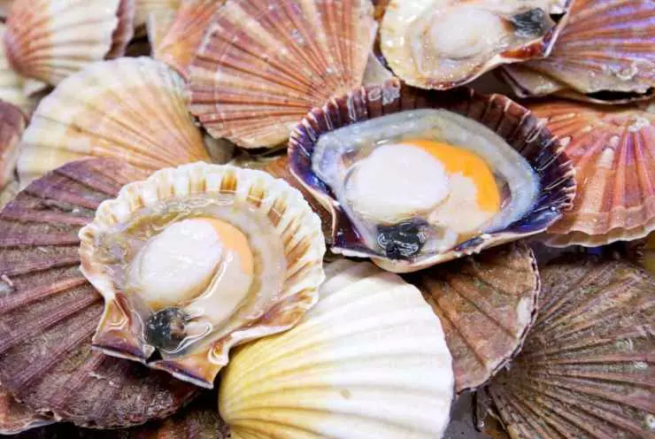 Pan-fried scallops