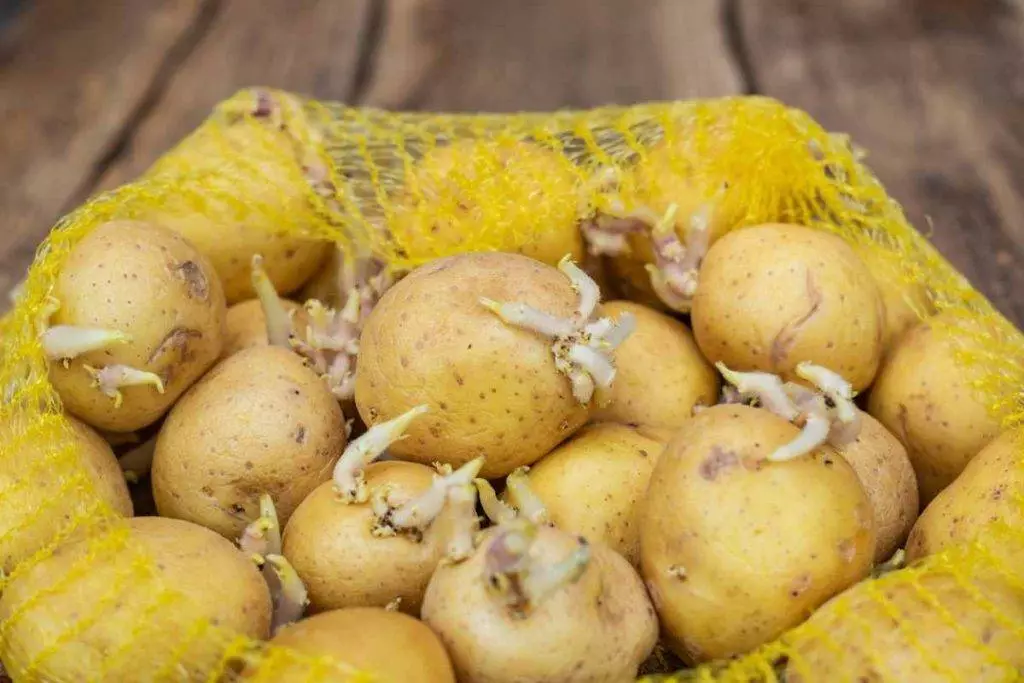 Potatoes with sprouts