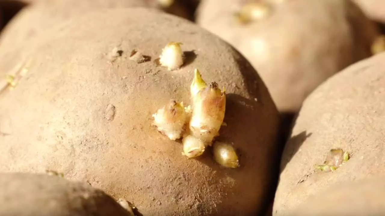 Яденето на покълнали картофи рискува рецепта