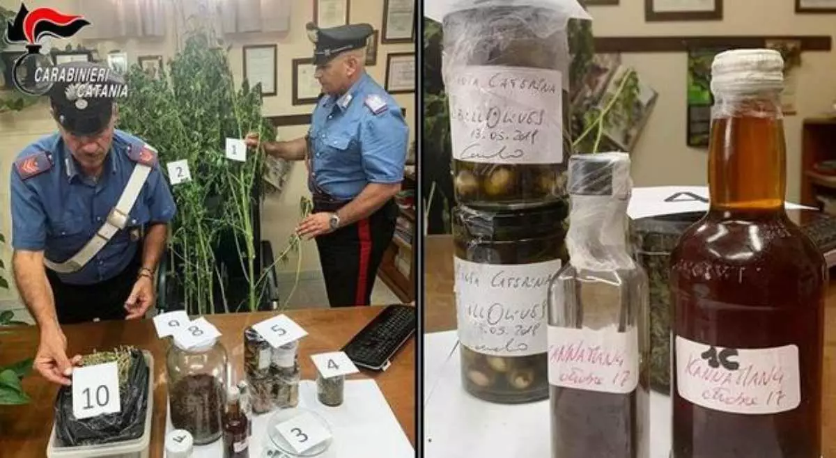 Marihuana u tuni, maslinama, vinu, uhićen kuhar: