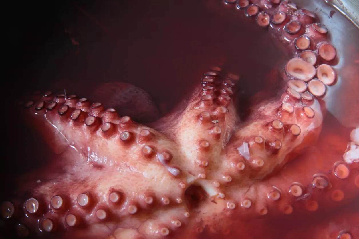 Octopus yasunitswe n'ibirayi, isegonda hagati yinyanja nubutaka 5558_3