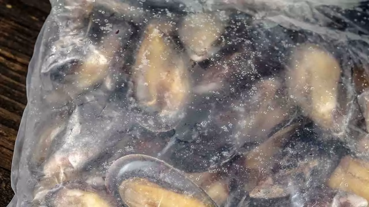 Freezing the mussels | all the useful tips to avoid making mistakes