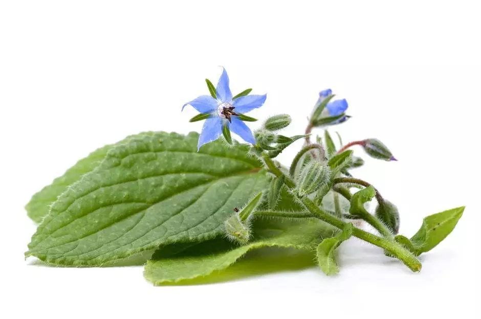 Batter PHOTO වට්ටෝරුව මුද්‍රණයේ Borage කොළ