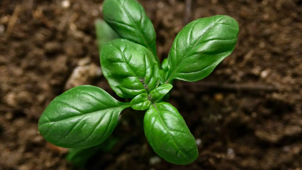 Basil maitso, ireto ny tsiambaratelon'ny fananana basil tonga lafatra