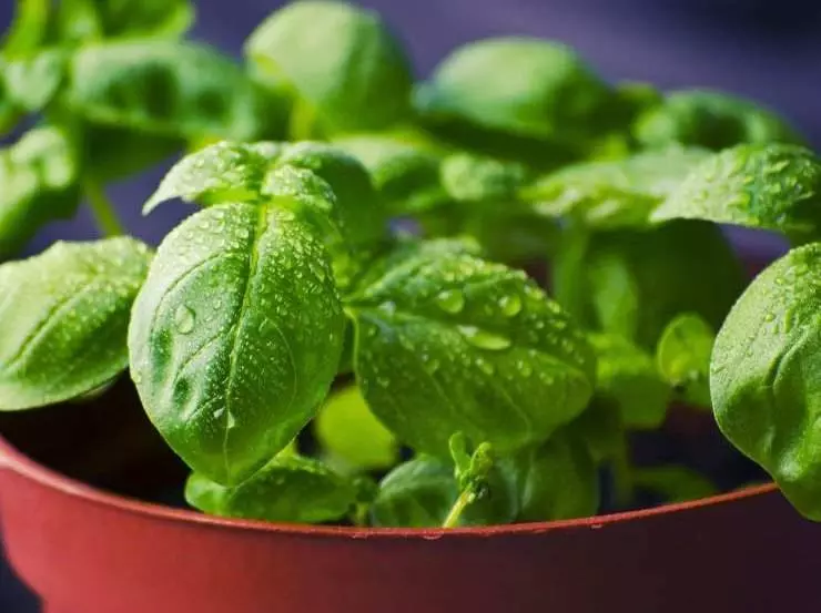 Lush basil, narito ang mga sikreto sa pagkakaroon ng perpektong basil 8853_2