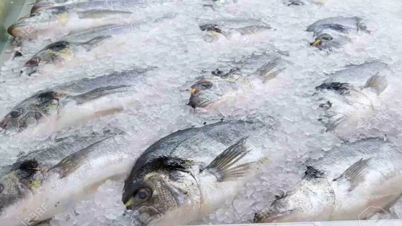 Kontaminierter Fisch, dringender Rückruf von Lebensmitteln vom Markt