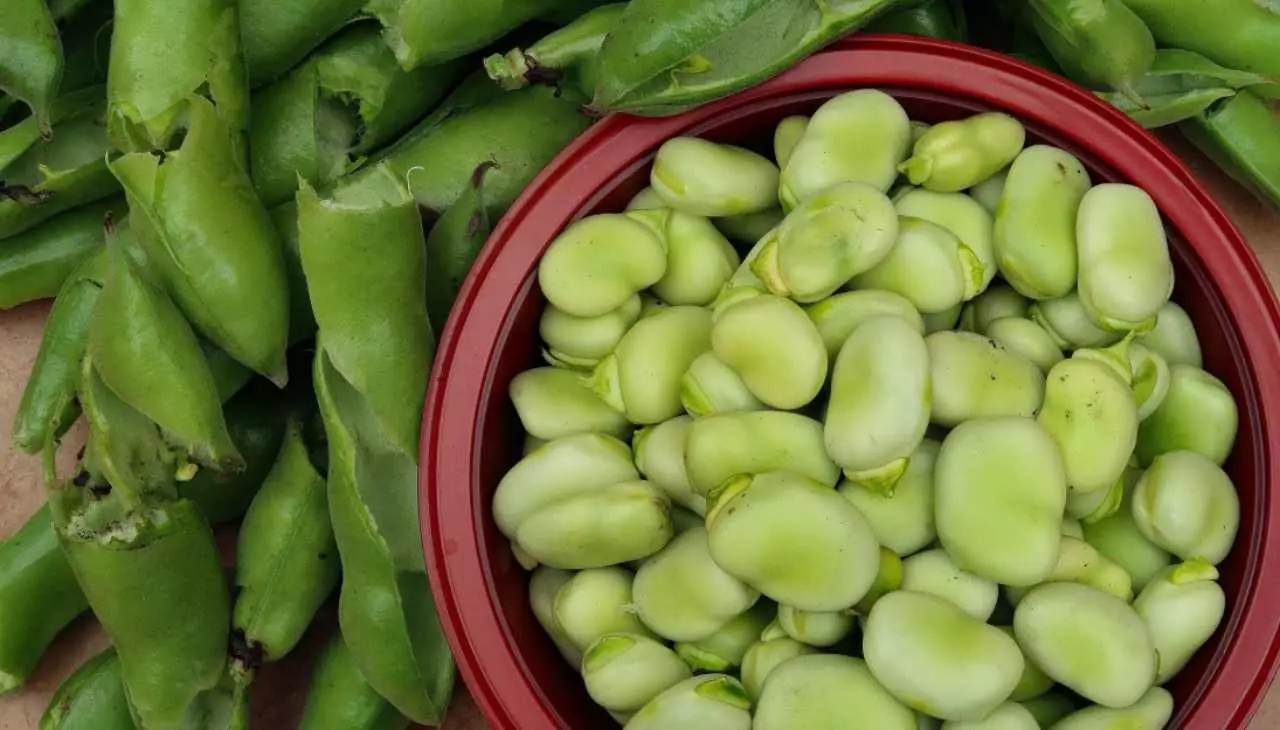Kacang besar "a cuniggio" | Resep khas Sisilia sederhana dan enak